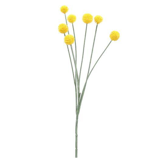 Yellow Bobble Seed Plant. – Mrs Robinson